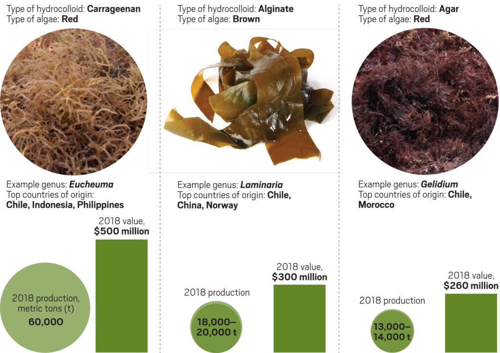 All about Seaweed: The Unknown Facets of its potential, recent trends ...