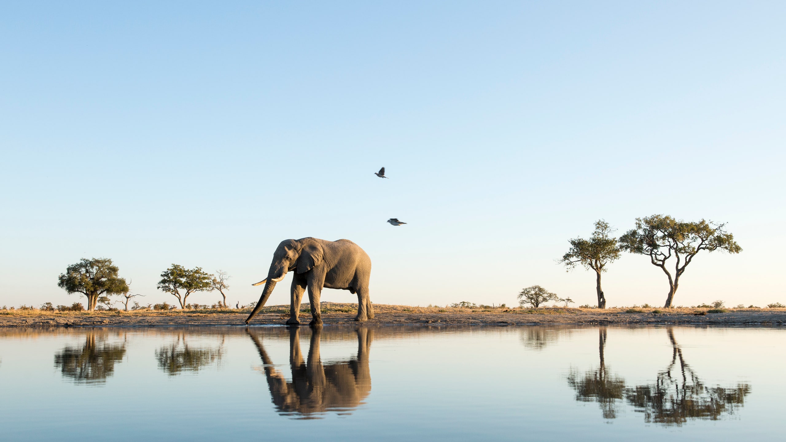 1,30,000 Elephants facing threat from a new oilfield in Africa's World ...