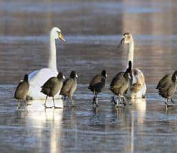 Remarkable feat on 75 years of Independence, 75 Indian wetlands get ...